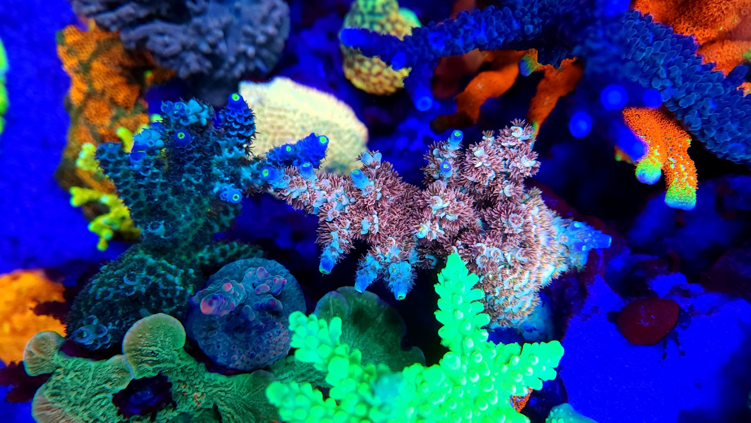 The Science Behind Coral Fluorescence: Understanding the “Wide-Band ...